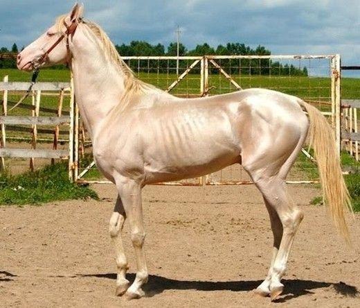 Akhal Teke Golden Metallic | snaplist