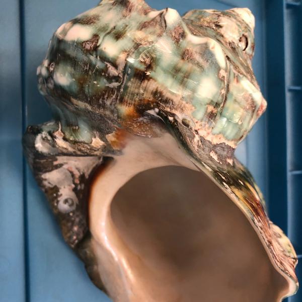 Rare Large Green Turban Shell Stunning!!! | snaplist